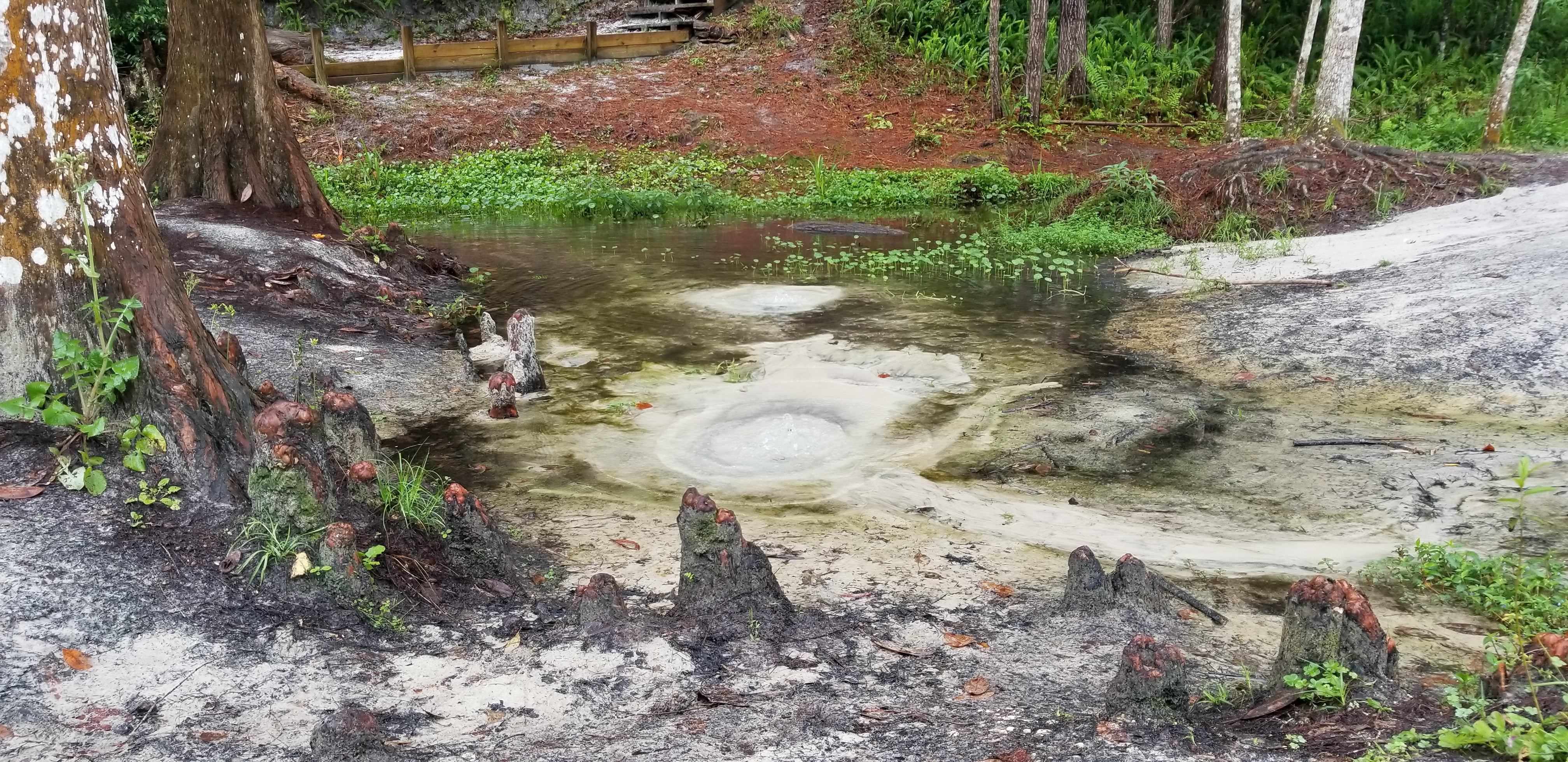 Steephead Ravines | Florida State Parks