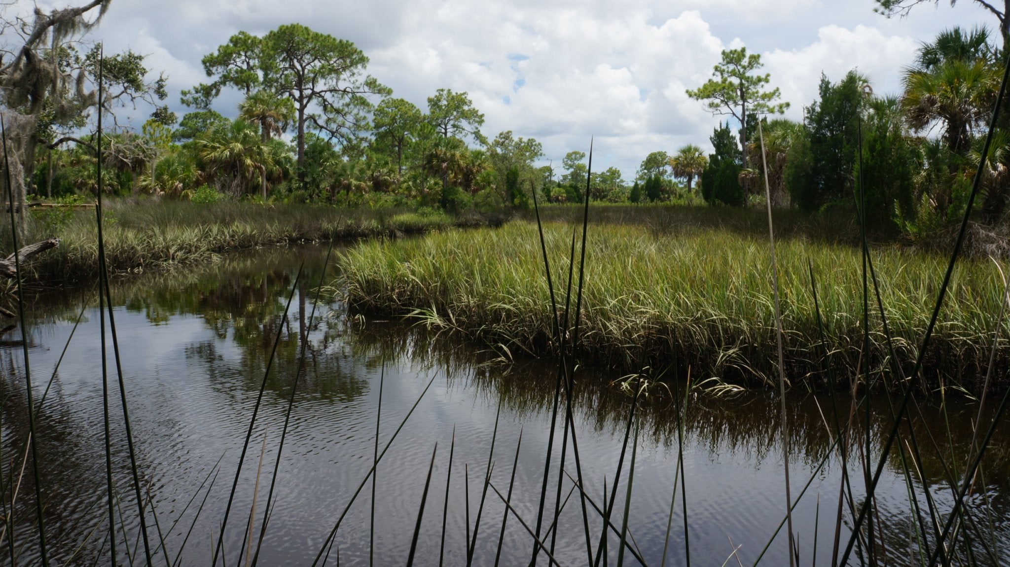 Werner-Boyce Salt Springs State Park | Florida State Parks