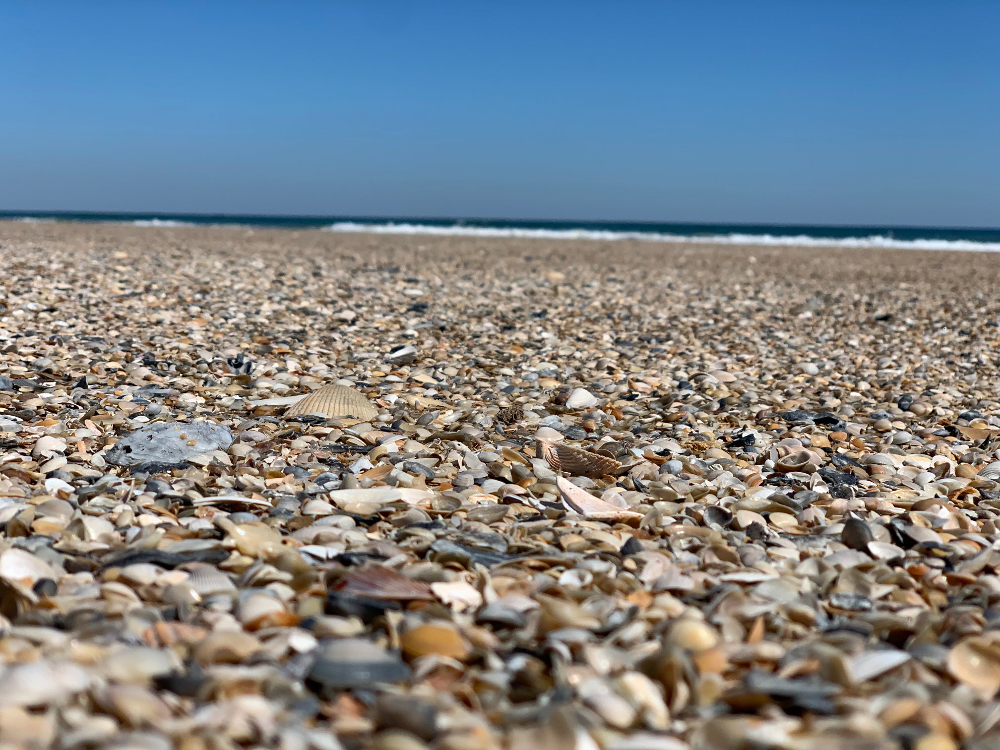 Little Talbot Island State Park | Florida State Parks