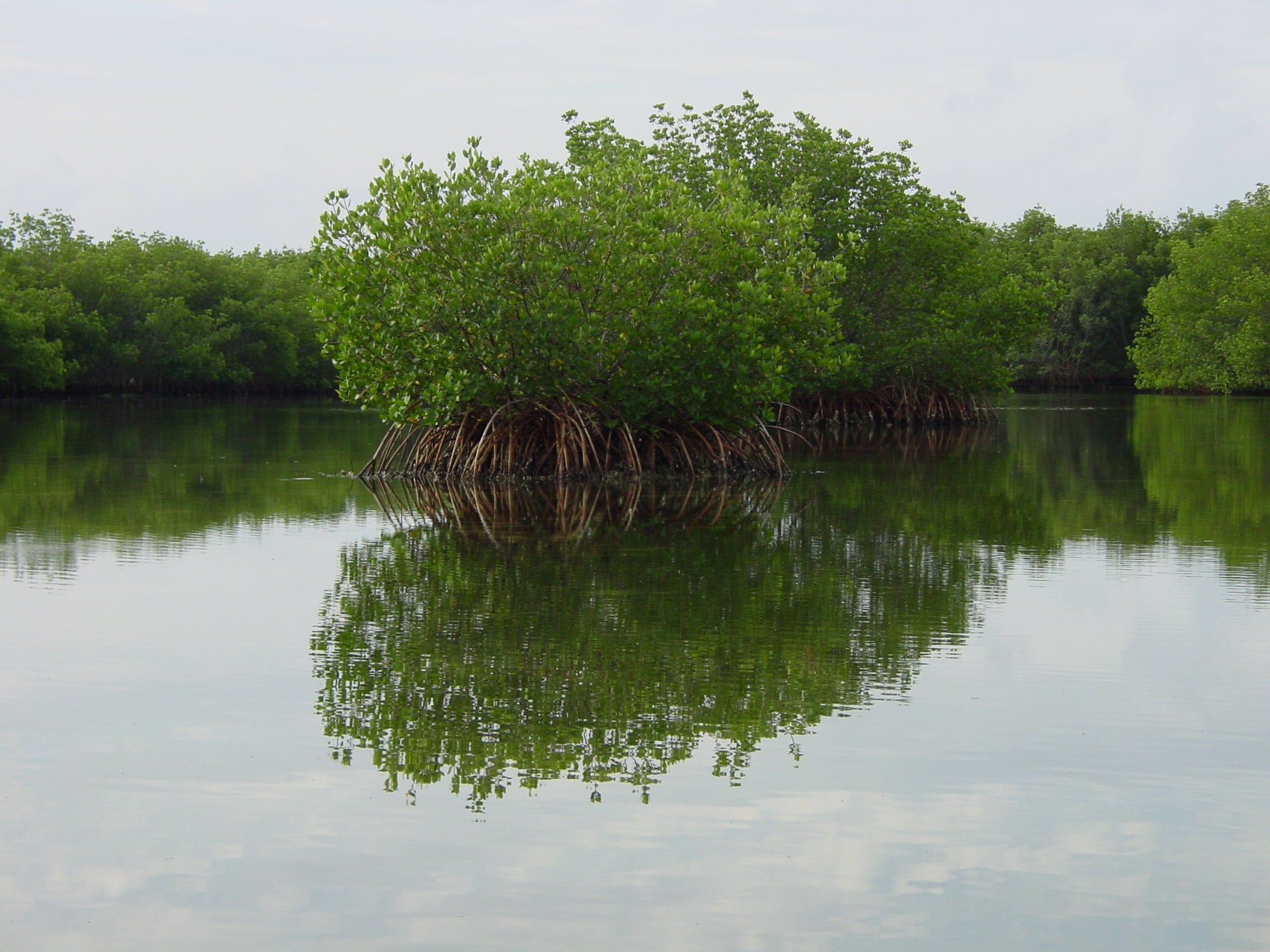 Experience Cockroach Bay | Florida State Parks