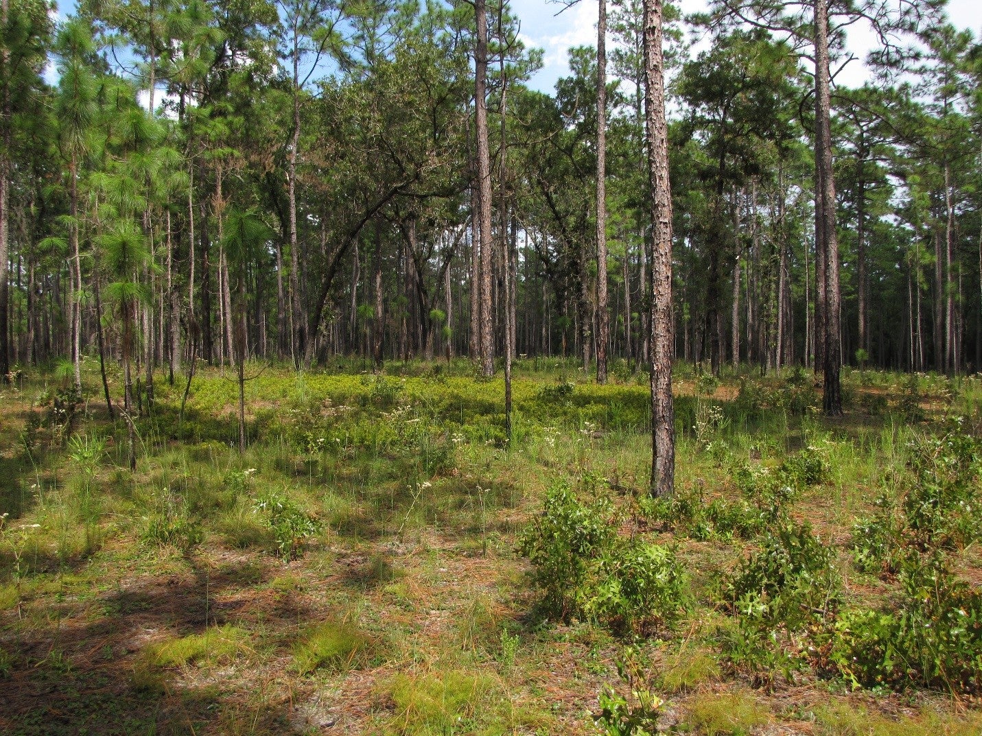 Wild Places of San Felasco | Florida State Parks