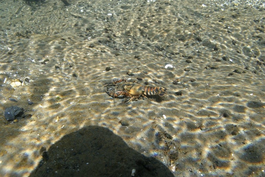 Wildlife of Ichetucknee Springs | Florida State Parks