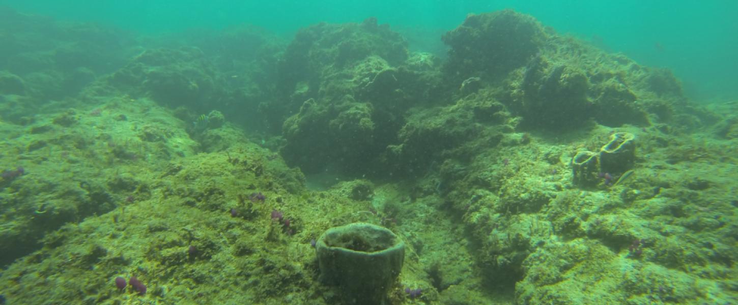 Coral Reef at St. Lucie Inlet Preserve | Florida State Parks