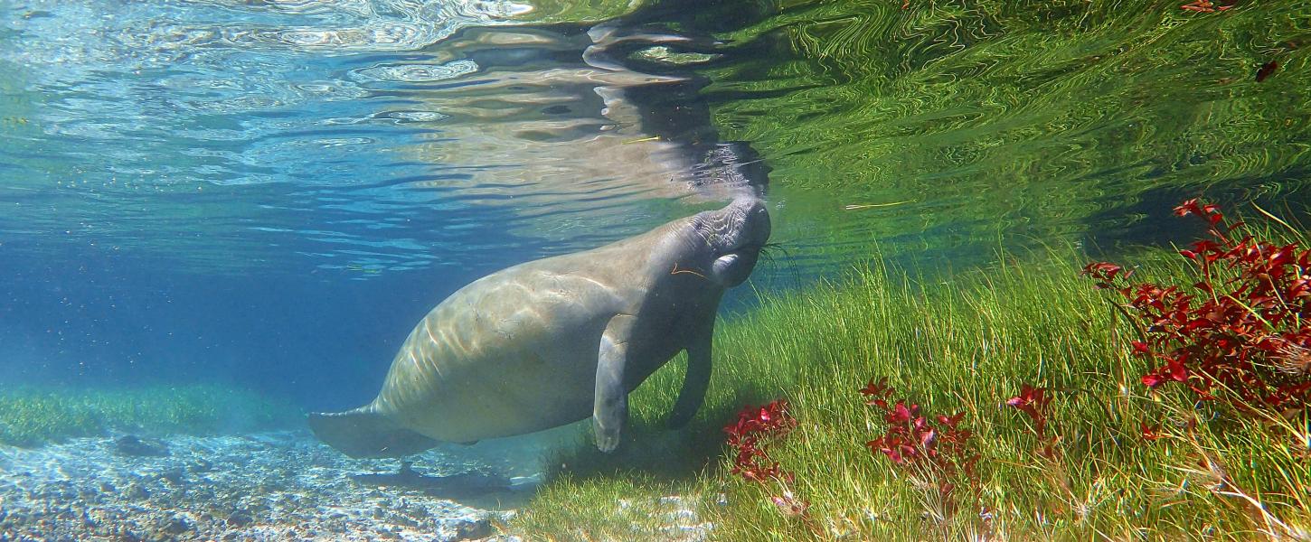 Blue Spring State Park | Florida State Parks