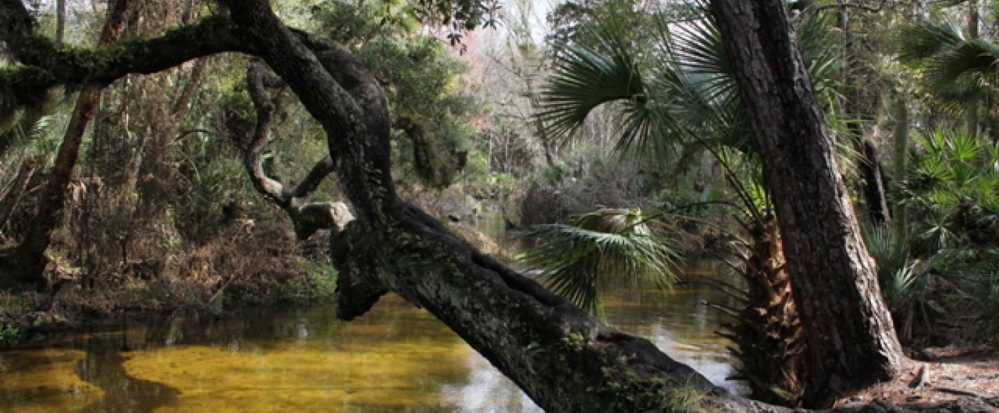 Rock Springs Run State Reserve | Florida State Parks