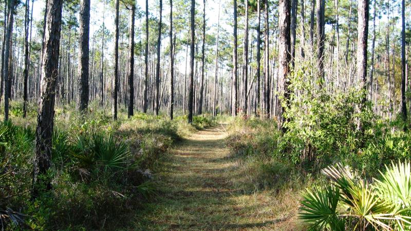 Blackwater River State Park | Florida State Parks