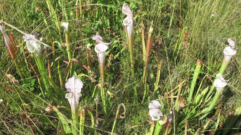 Tarkiln Bayou Preserve State Park | Florida State Parks