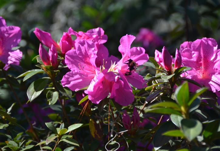 Ravine Gardens State Park | Florida State Parks