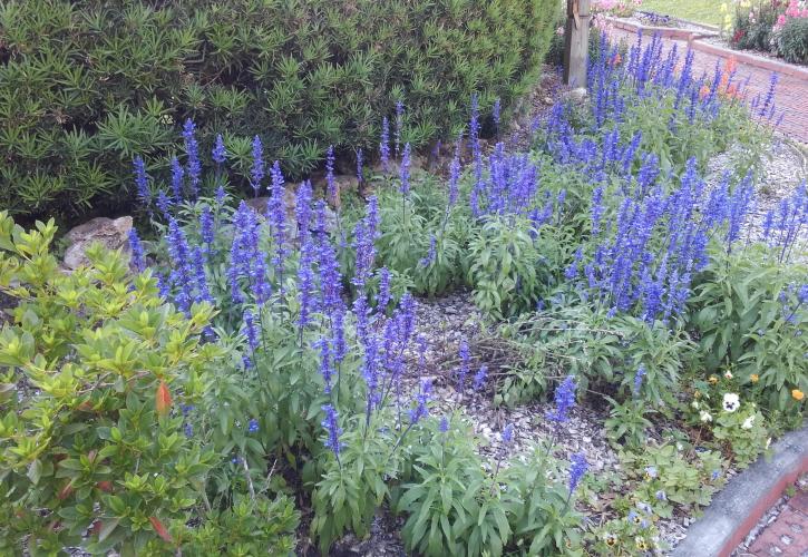 Ravine Gardens State Park | Florida State Parks